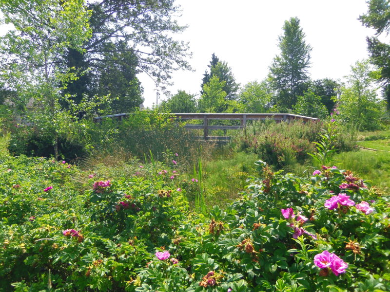 Evaluating the Performance of Bio-Swale Plant Material - J.A. Brennan ...
