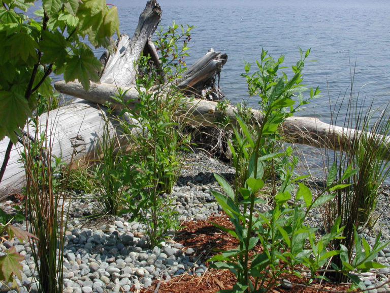 Planting Design for Shoreline Environments - J.A. Brennan Associates